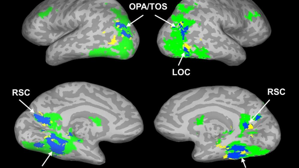 Home | UC Davis Visual Cognition Lab